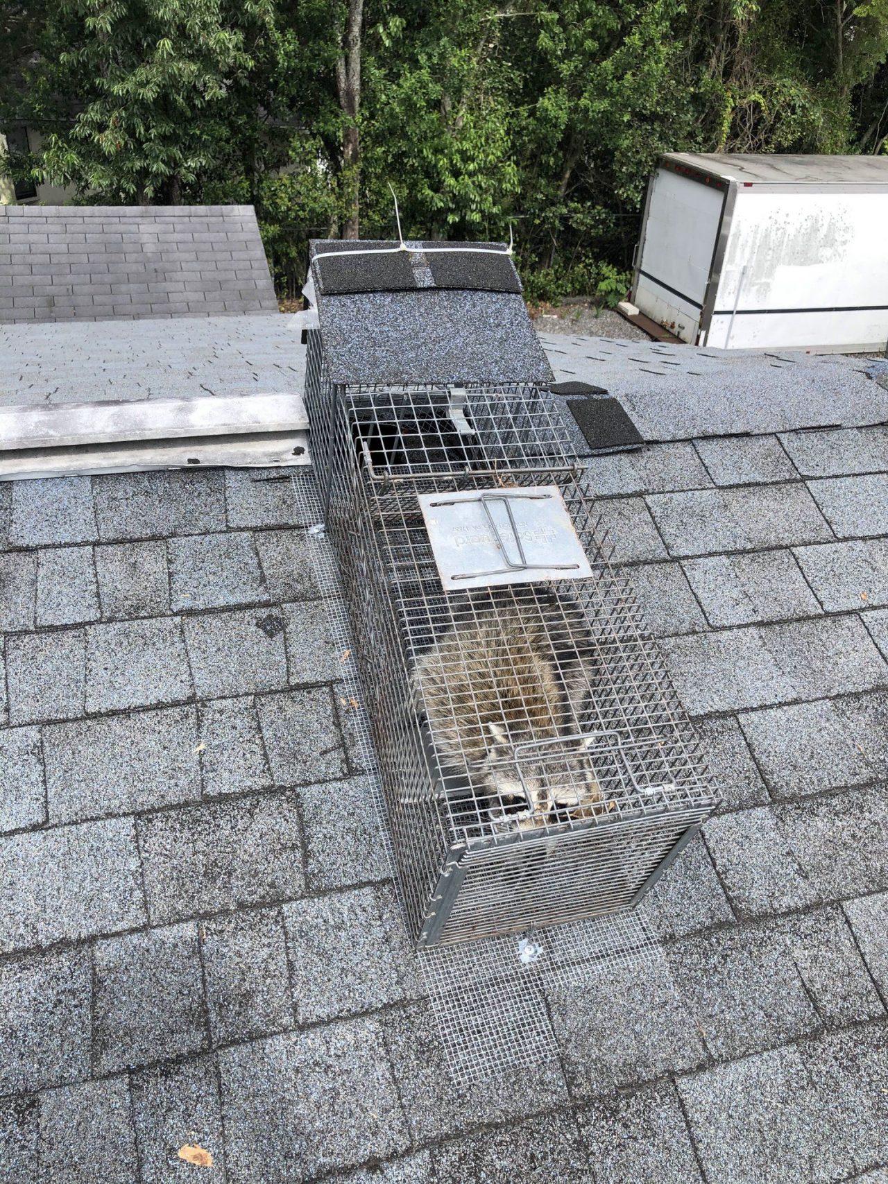 Alafaya, FL Raccoon Removal Services - Affordable Wildlife Removal