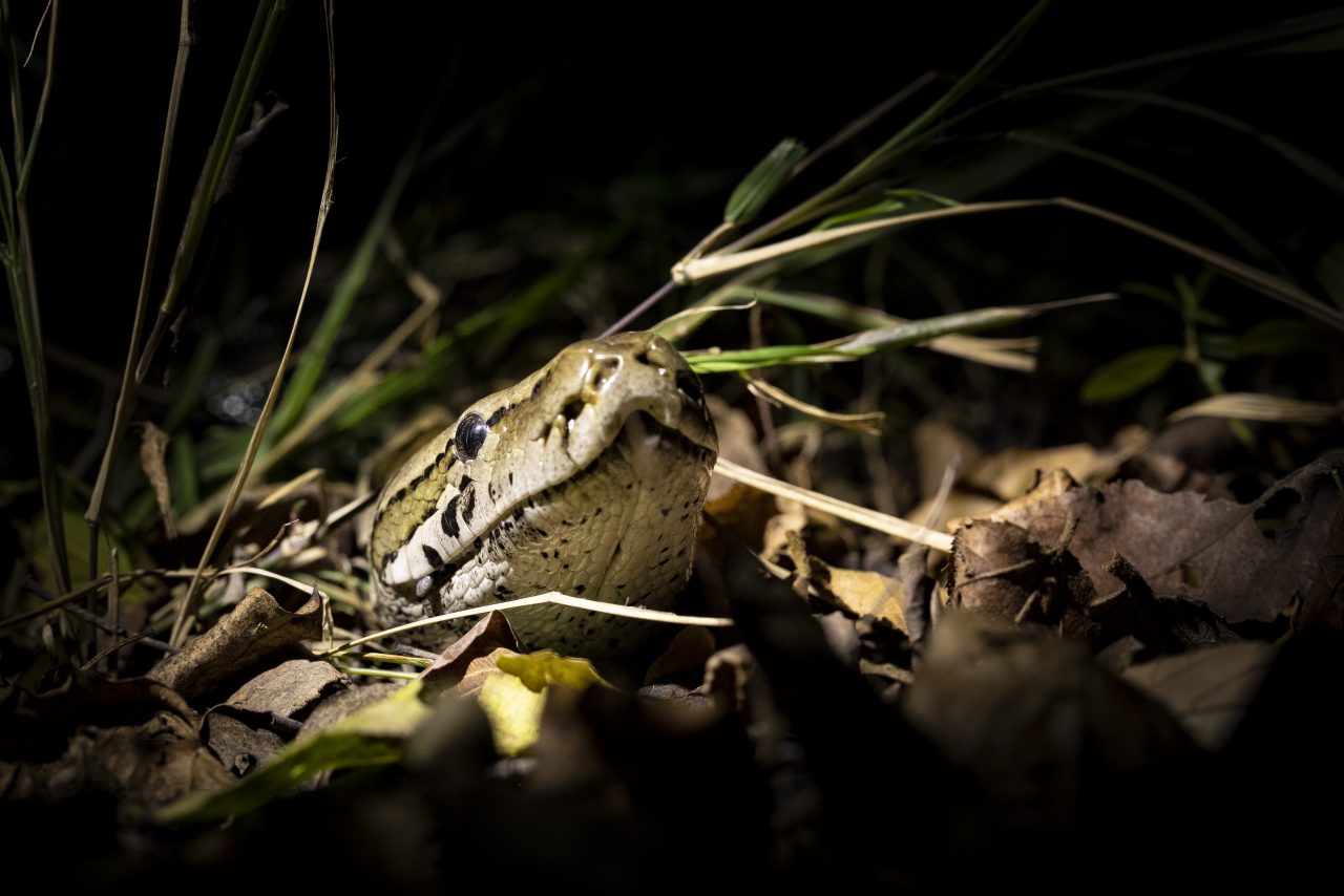Orlando, FL Snake Removal And Trapping Services - Affordable Wildlife ...